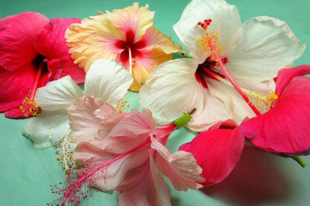 How to Grow Healthy Hibiscus Indoors: Essential Tips for Maximum Growth ...