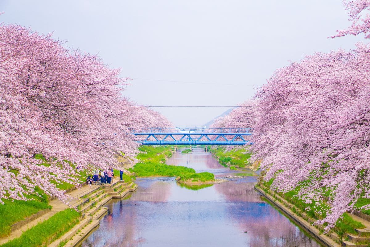 Sakura Flower Meaning: Cherry Blossom Symbolism In Japanese Culture ...