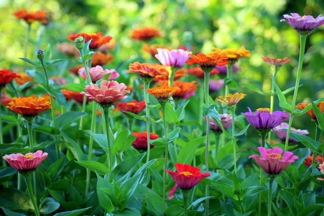 61 Quotes to Inspire Your Gardening Journey - Plantisima