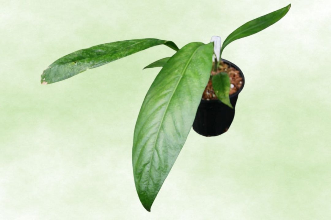 Anthurium Pendulifolium A One-of-a-Kind Tropical Plant for Your Home ...