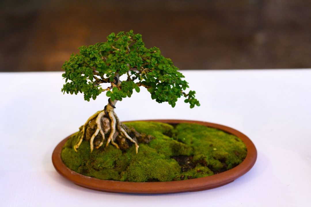 How Long Will It Take for Your Bonsai Tree to Grow? - Plantisima