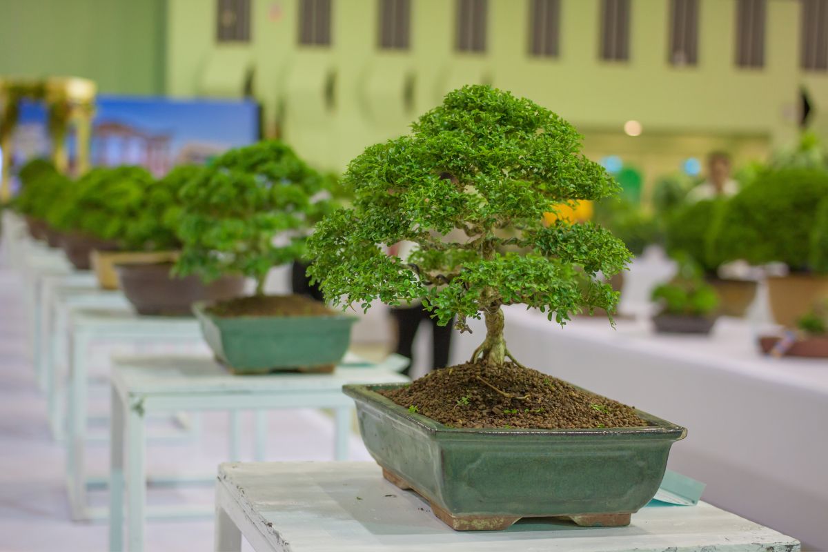 How Long Does A Bonsai Tree Take To Grow: Art Of Growing Bonsai Trees ...