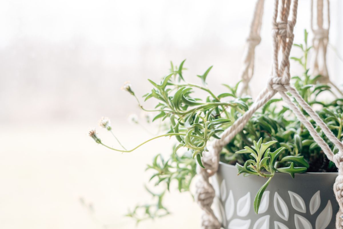 How To Propagate String Of Dolphins: Propagation And Ultimate Care ...