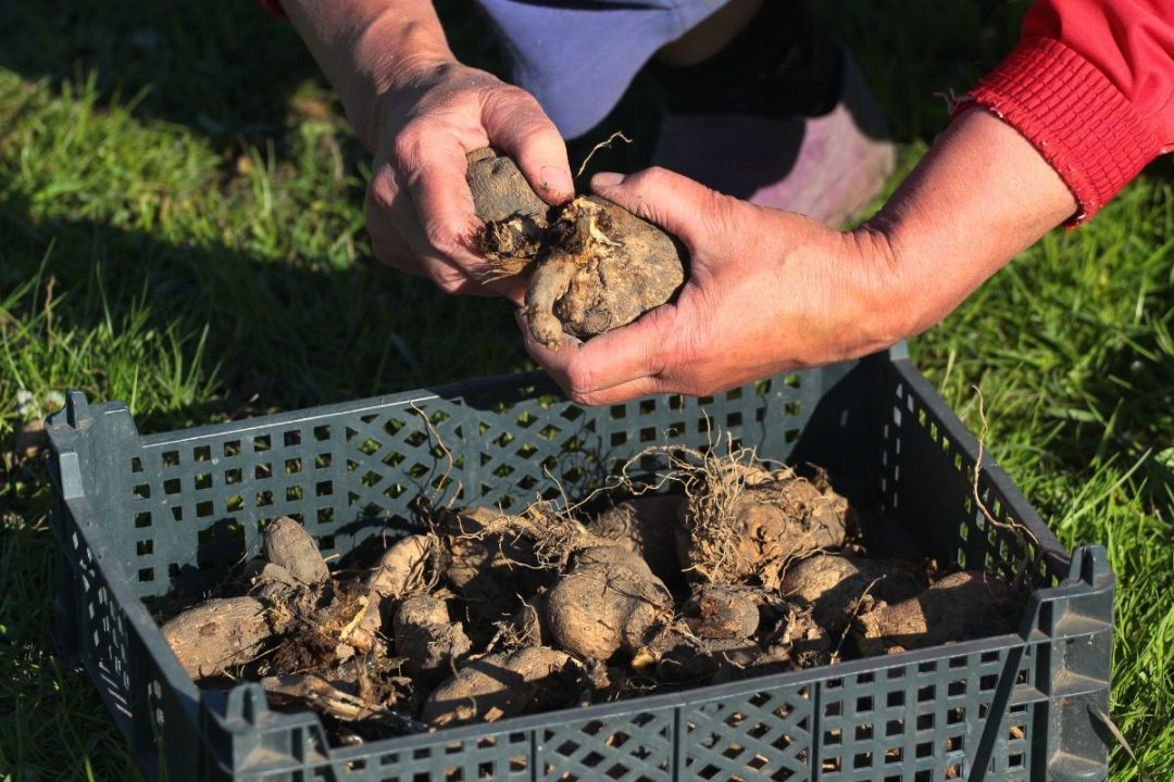 5 Signs That Your Dahlia Tubers Might Be Dead