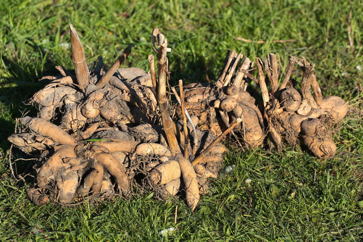 How To Tell If Dahlia Tubers Are Dead: Simple Ways To Recognize Dead ...