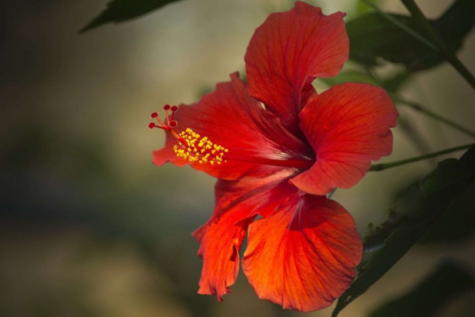 How to Grow Healthy Hibiscus Indoors: Essential Tips for Maximum Growth ...