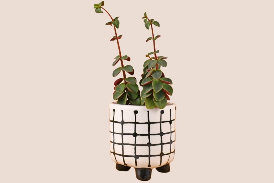 How to Keep Your Red Twist Peperomia Healthy and Beautiful - Plantisima