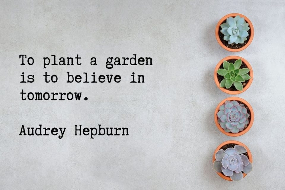 Plant Quotes: 115 Plant Respond In Quotes - Plantisima