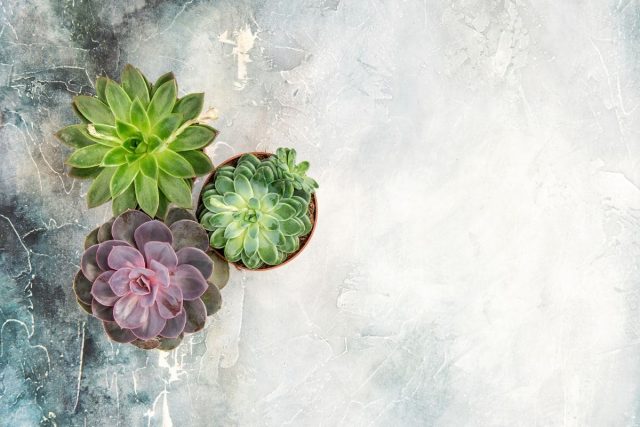 Top 85 Succulent Quotes And Sayings For Proud Succulent Owners - Plantisima