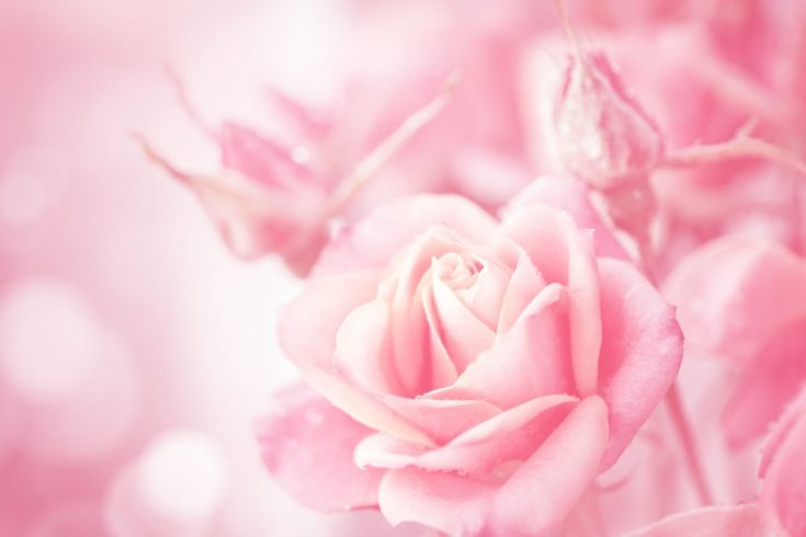The Meaning of Pink Roses in Relationships and Their Secret Symbolism