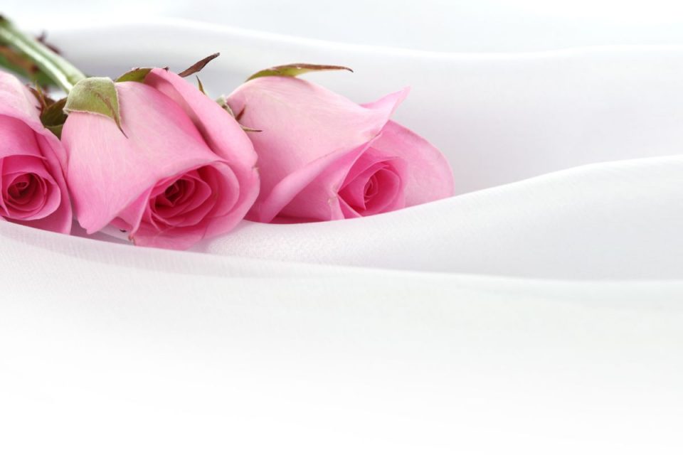 The Meaning of Pink Roses in Relationships and Their Secret Symbolism