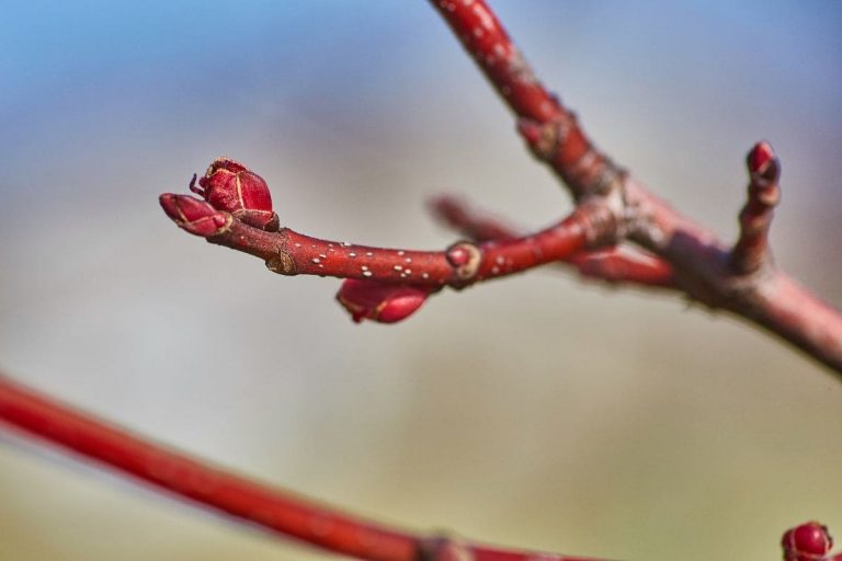 11 Stunning Plants with Red Stems for Your Garden - Plantisima