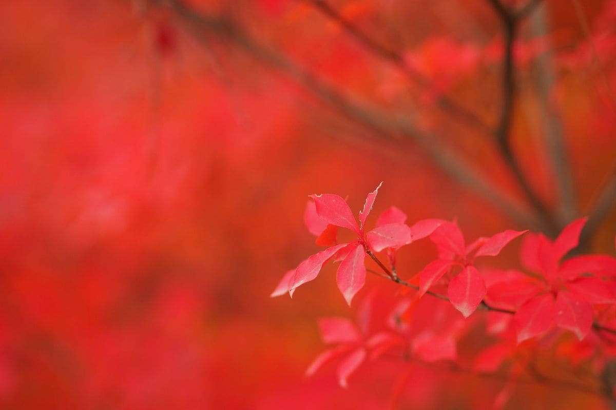 plant with red stems Archives - Plantisima