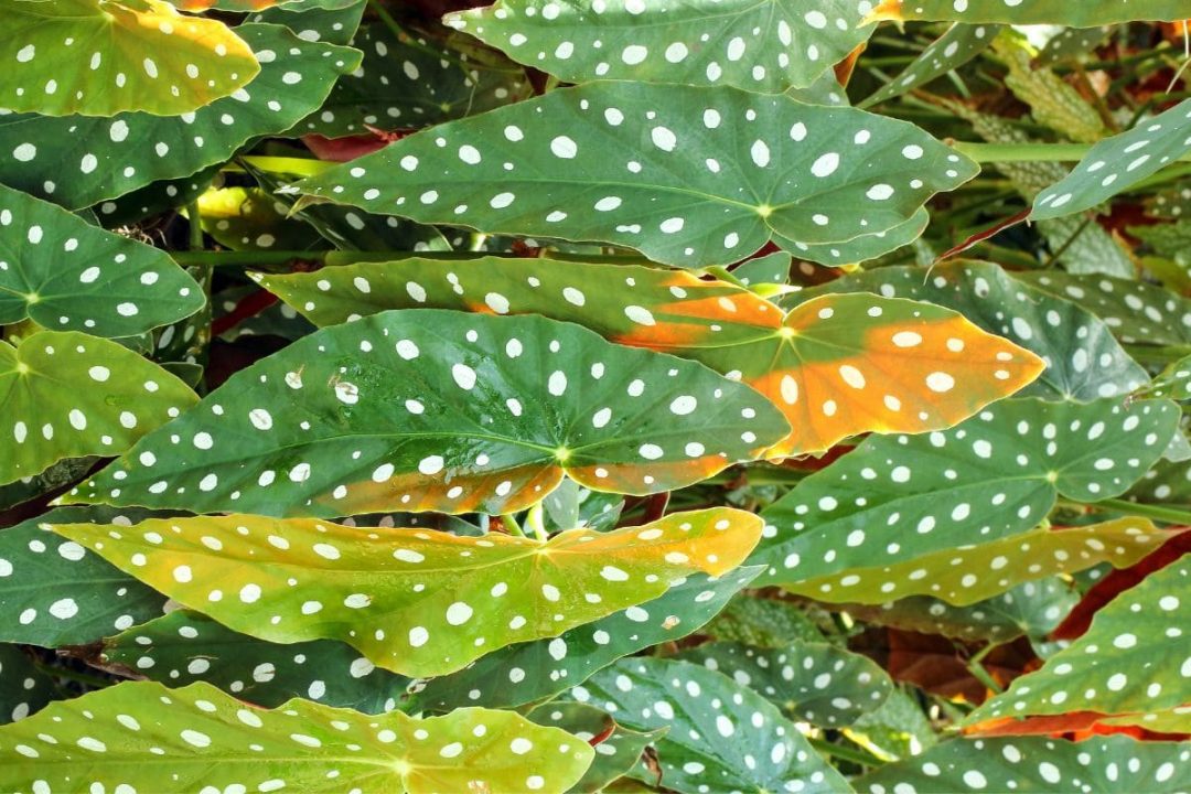 8 Tips to Keep Your Begonia Maculata Healthy and Vibrant