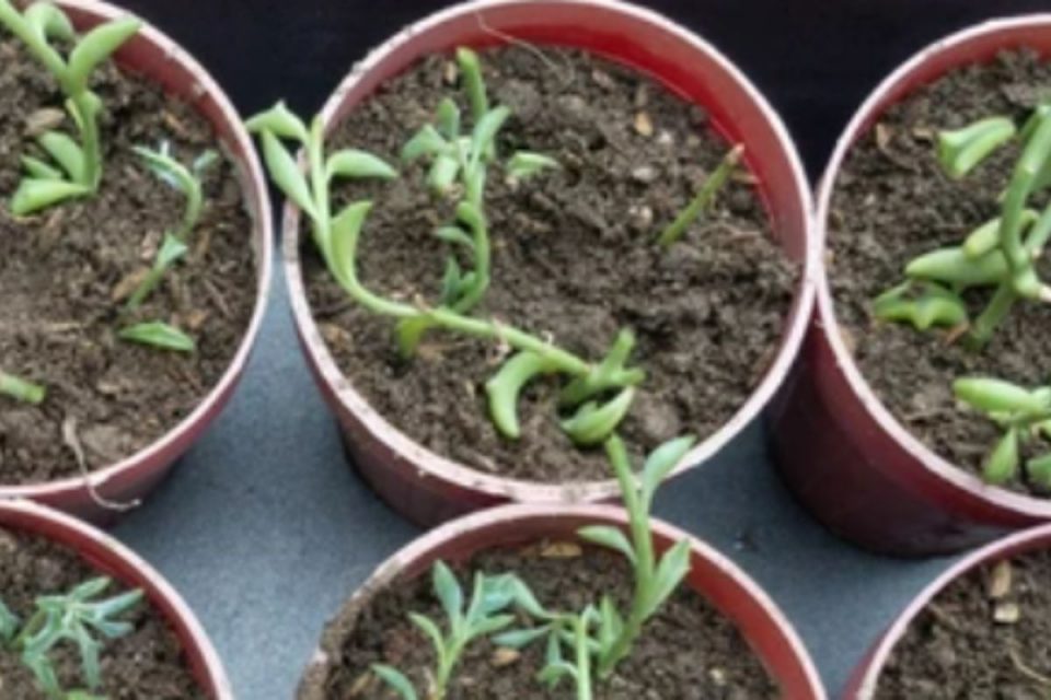 How to Grow and Propagate String of Dolphins Like a Pro - Plantisima