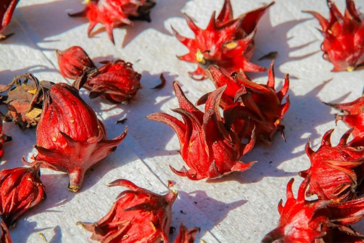 How to Grow Healthy Hibiscus Indoors: Essential Tips for Maximum Growth ...