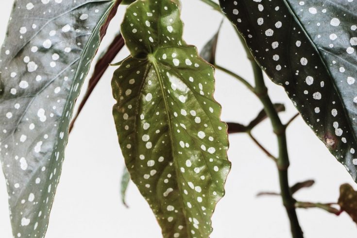 Begonia Maculata Care: Insight Into Polka Dot Begonia Plant - Plantisima