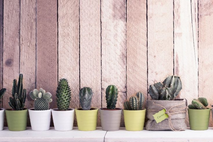 Top 85 Succulent Quotes And Sayings For Proud Succulent Owners - Plantisima