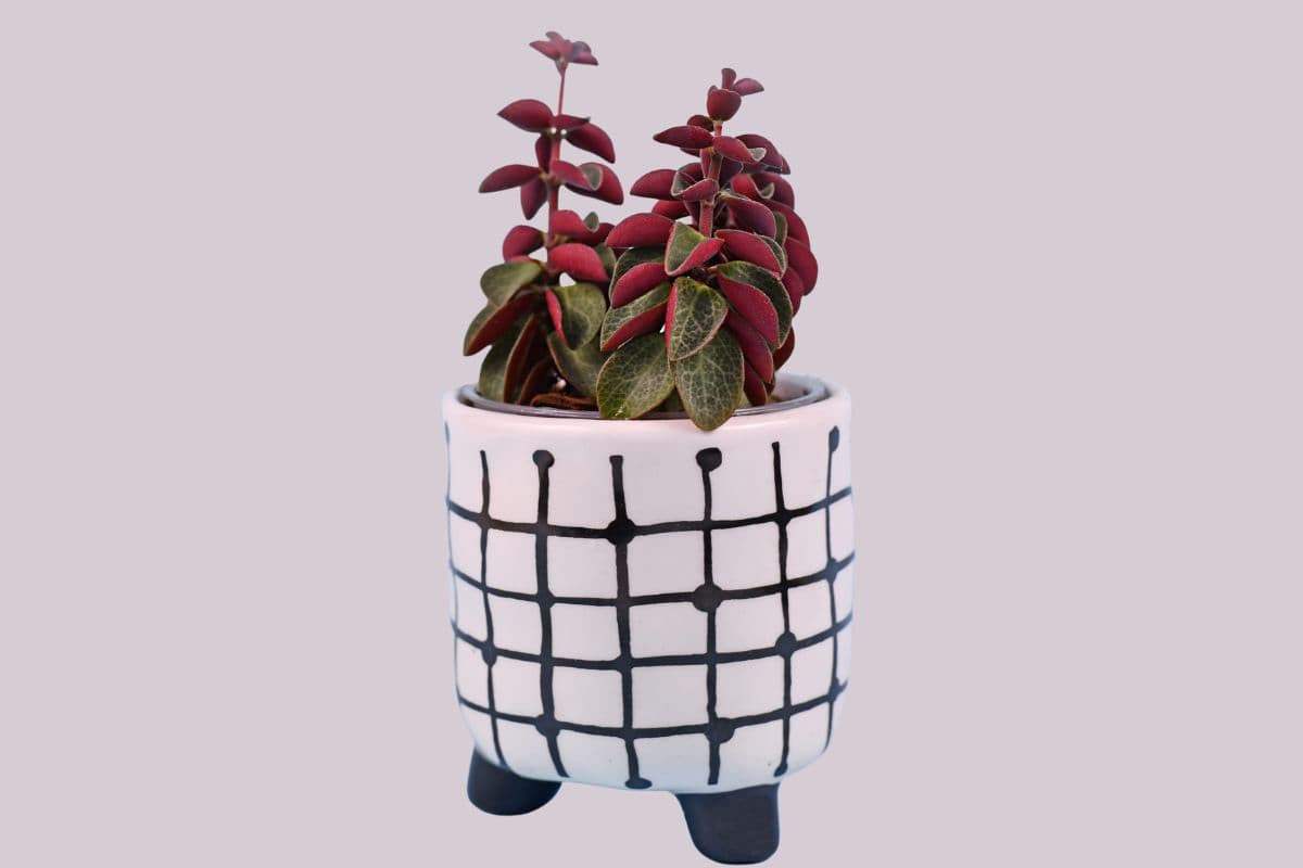 How to Keep Your Red Twist Peperomia Healthy and Beautiful - Plantisima
