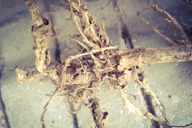 Want a Healthier Crown of Thorns Plant? Here’s How to Improve Its ...