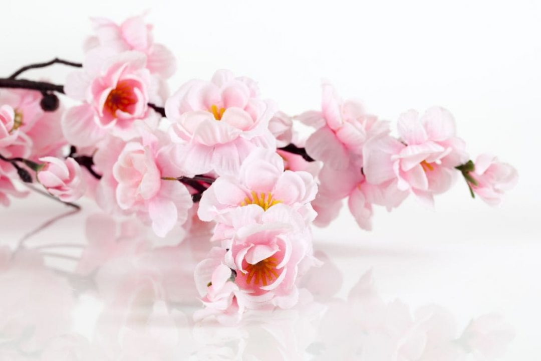 Sakura Flower Meaning: Cherry Blossom Symbolism In Japanese Culture ...