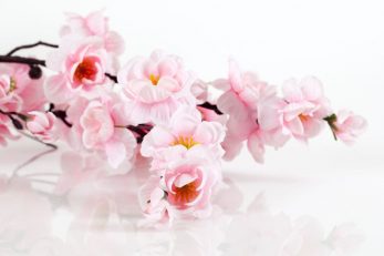 Sakura Flower Meaning: Cherry Blossom Symbolism In Japanese Culture ...