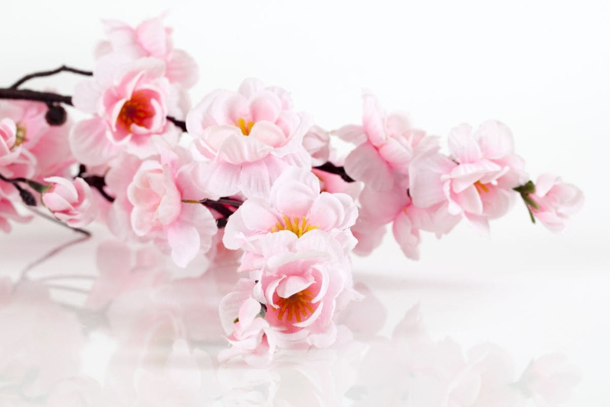 Sakura Flower Meaning: Cherry Blossom Symbolism In Japanese Culture ...