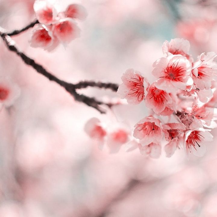 sakura flower meaning Archives - Plantisima