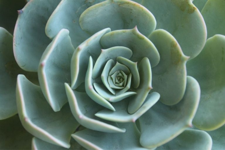 Top 85 Succulent Quotes And Sayings For Proud Succulent Owners - Plantisima