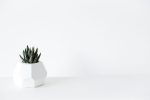 Top 85 Succulent Quotes And Sayings For Proud Succulent Owners - Plantisima