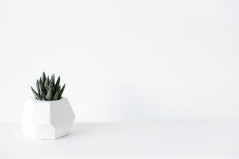Top 85 Succulent Quotes And Sayings For Proud Succulent Owners - Plantisima