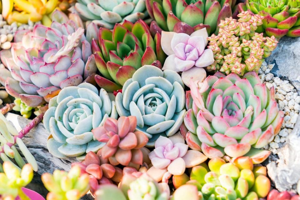 Top 85 Succulent Quotes And Sayings For Proud Succulent Owners - Plantisima