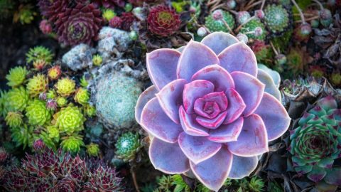 Top 85 Succulent Quotes And Sayings For Proud Succulent Owners - Plantisima