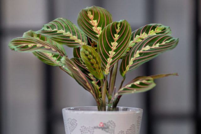 Types Of Prayer Plants: 9 Prayer Plants Varieties For Your Home ...