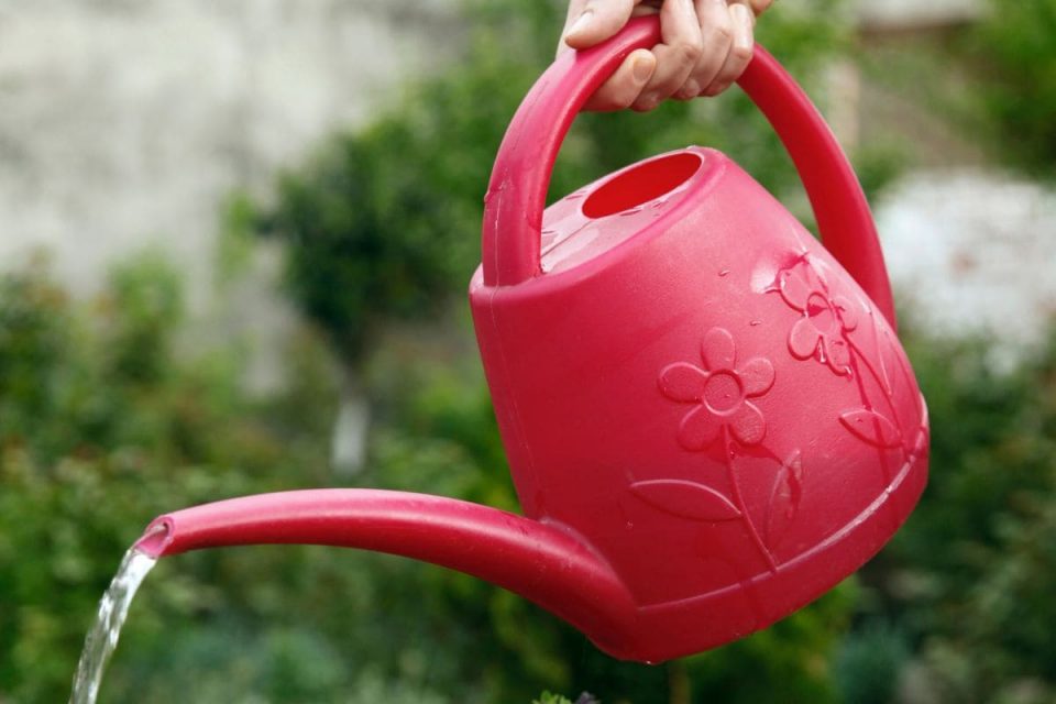 Cheap Sea Grape Tree: Ornamental Shrub Care Guide - Plantisima