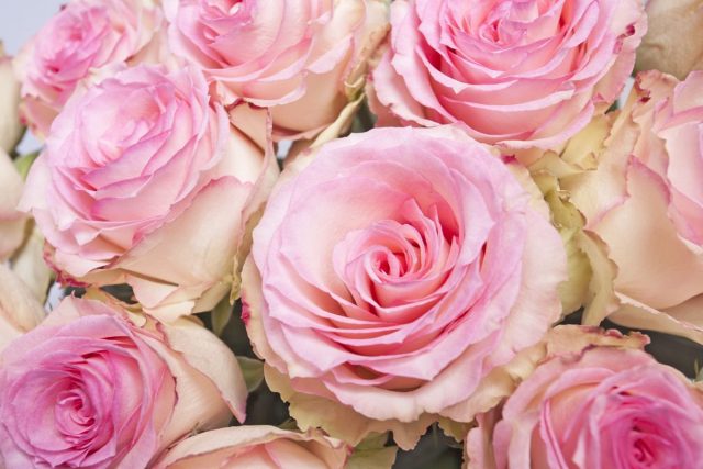 The Meaning of Pink Roses in Relationships and Their Secret Symbolism