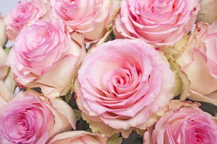 The Meaning of Pink Roses in Relationships and Their Secret Symbolism