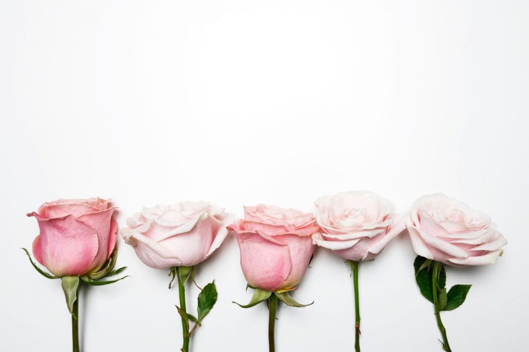 The Meaning of Pink Roses in Relationships and Their Secret Symbolism