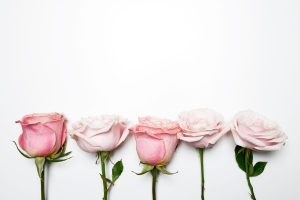 Here’s How ‘Rose’ Is Said in 92 Languages Around the World - Plantisima