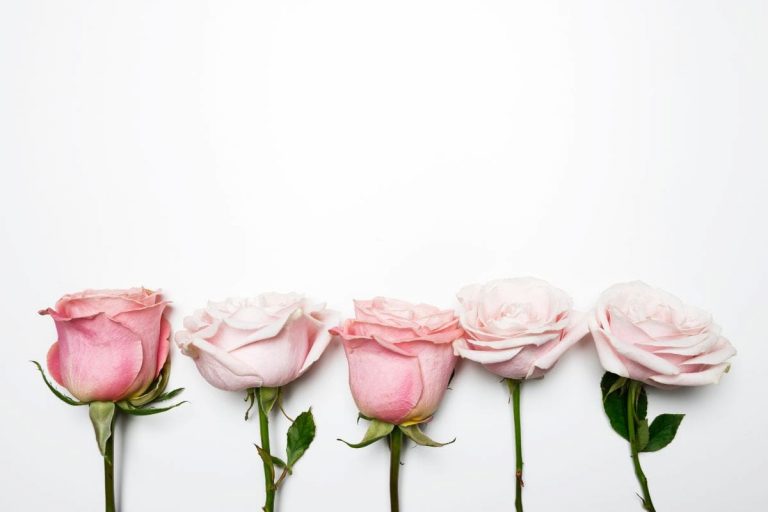 The Meaning of Pink Roses in Relationships and Their Secret Symbolism ...