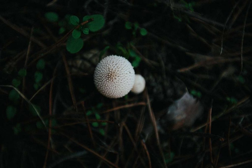 Noticed White Fungus Balls in Your Soil? Here’s What They Really Mean