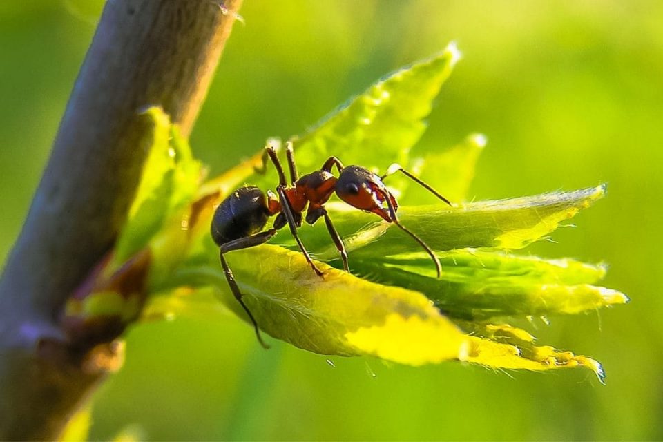17 Simple Tricks How To Stop Ants Nesting In Plant Pots