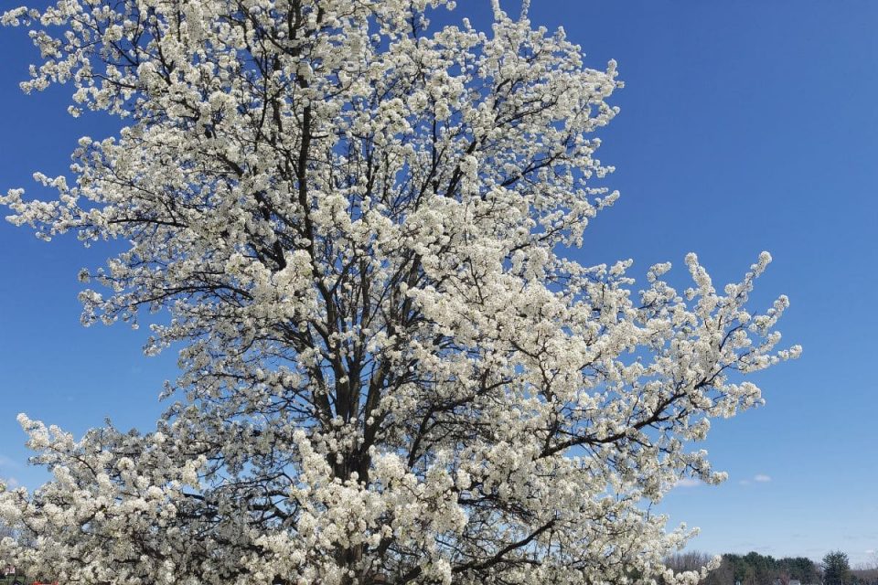 Spring Snow Crabapple: Dash Of Winter In Your Yard During Springtime ...