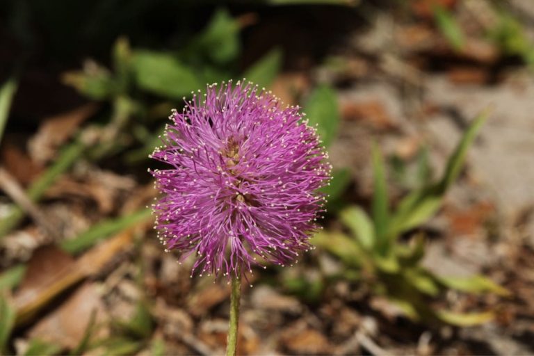 Tickle Me Plant: Care Guide For Mauve Flower Puffs - Plantisima