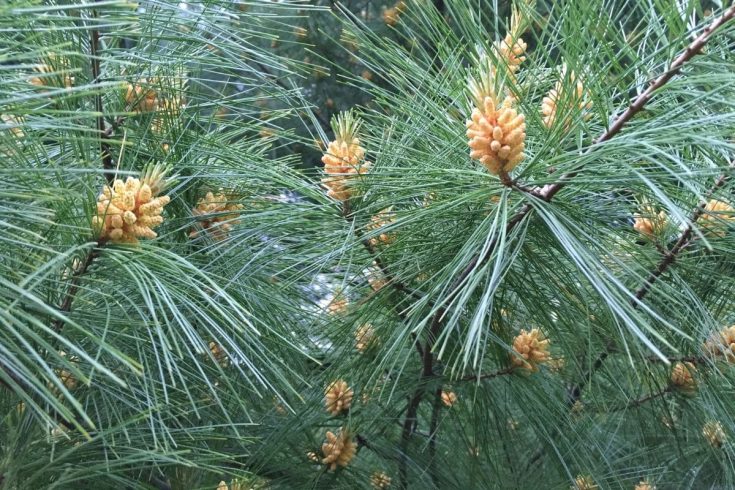 9 Most Wonderful Types Of Pine Trees In Wisconsin