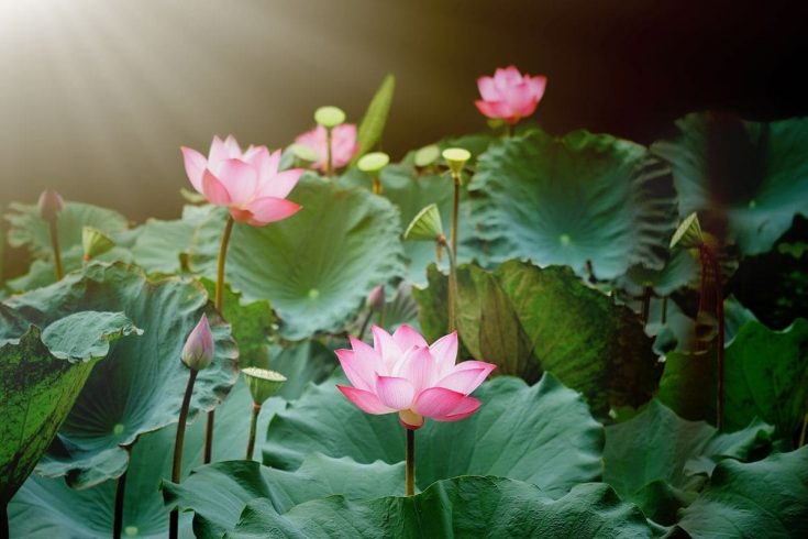 15 Underwater Plants Perfect for Your Water Garden
