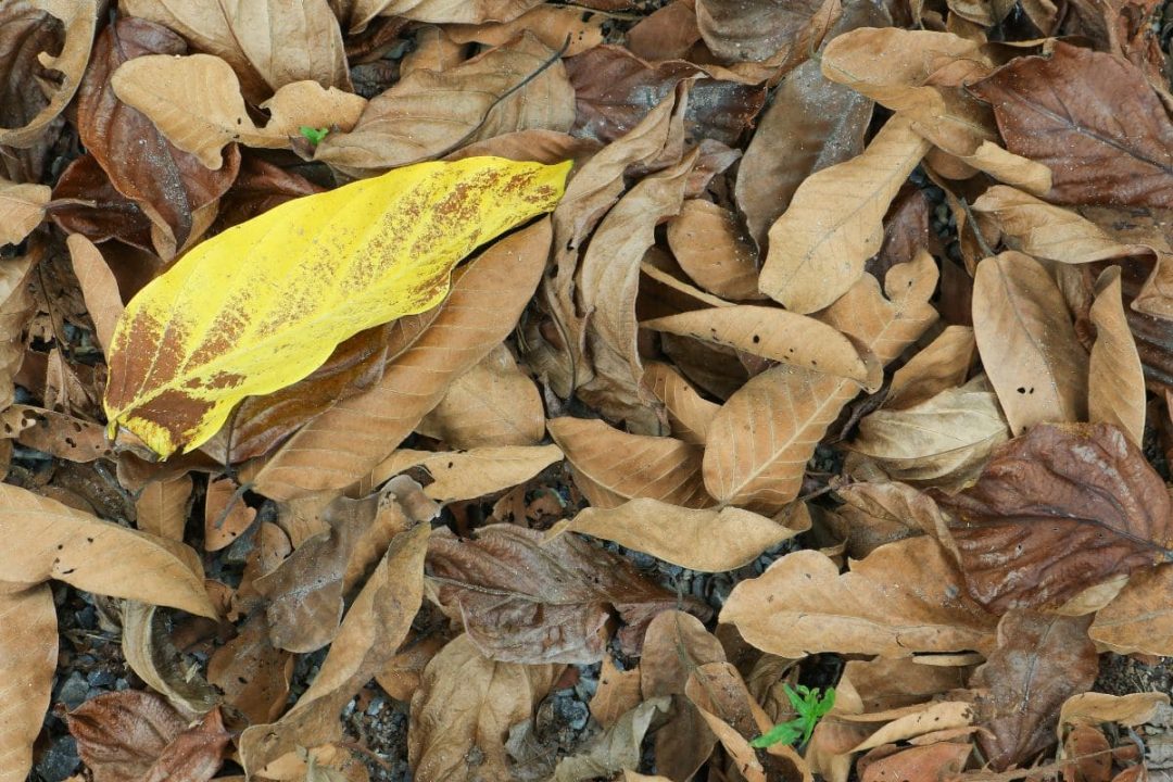 Learn All On How Long Does It Take For Leaves To Decompose - Plantisima