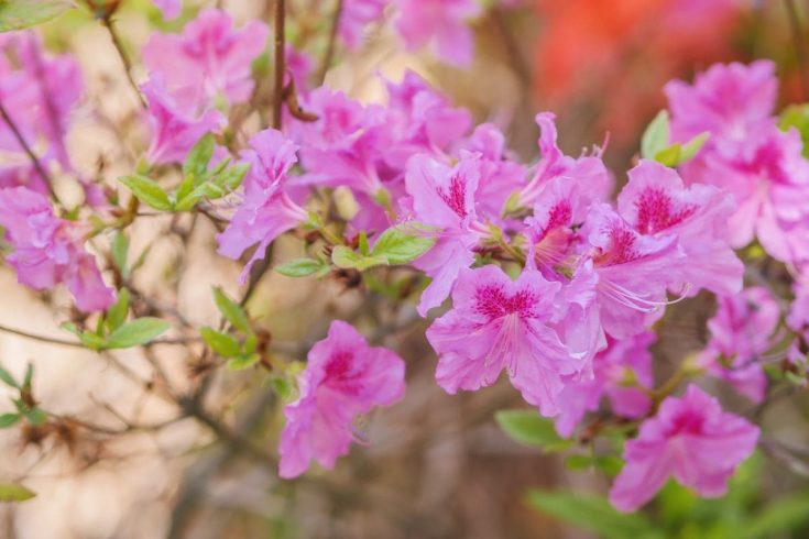 Types Of Azaleas: 9 Woody Shrubs For Your Woodland Garden - Plantisima