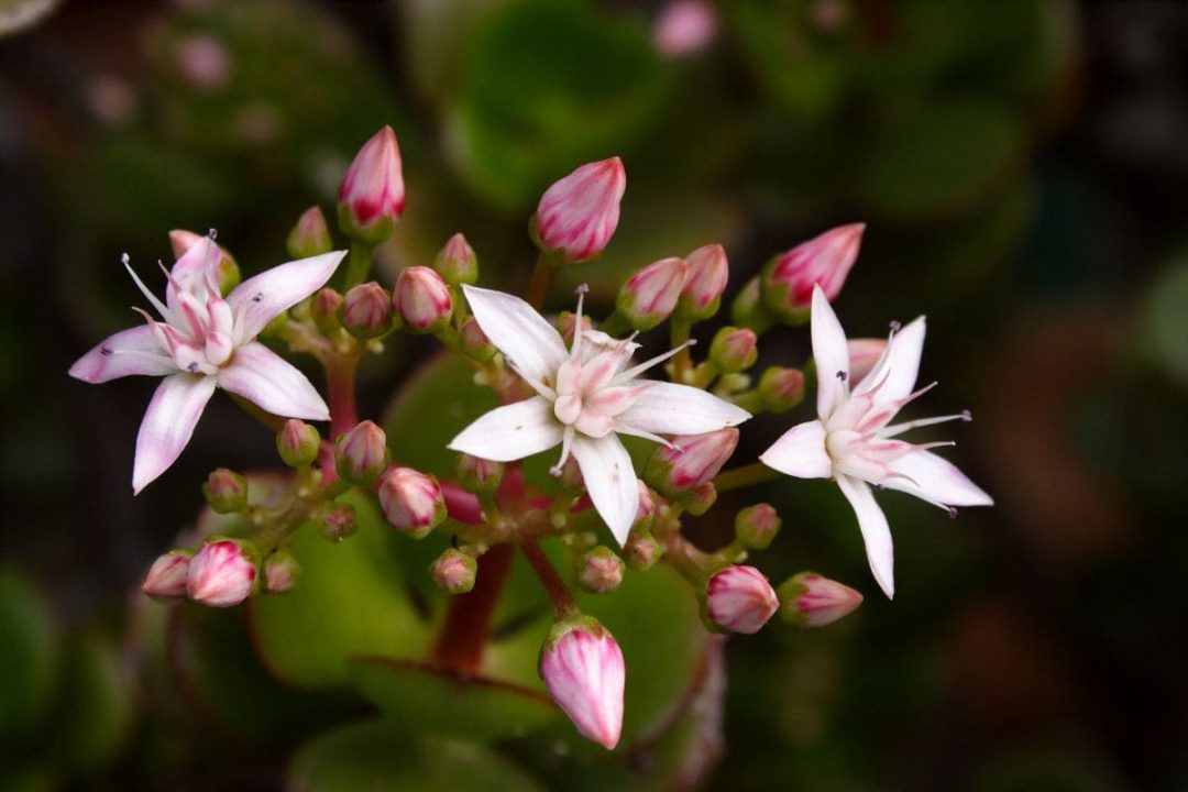 9 Popular Varieties of Jade Plants (Crassula)