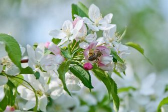 Spring Snow Crabapple: Dash Of Winter In Your Yard During Springtime ...
